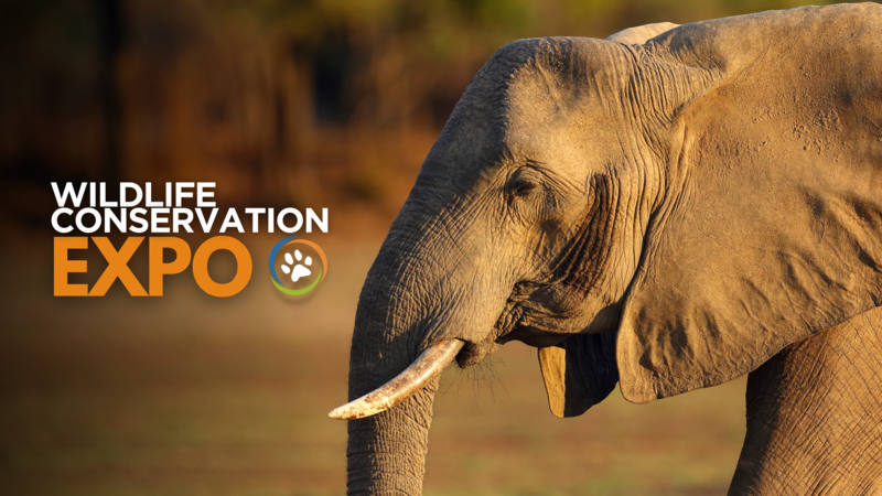 Wildlife Conservation Expo - Oct 01 | RingCentral Events